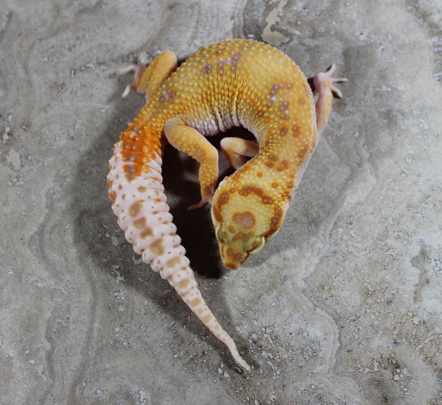 RAPTOR Leopard Gecko by Lunation Geckos - MorphMarket