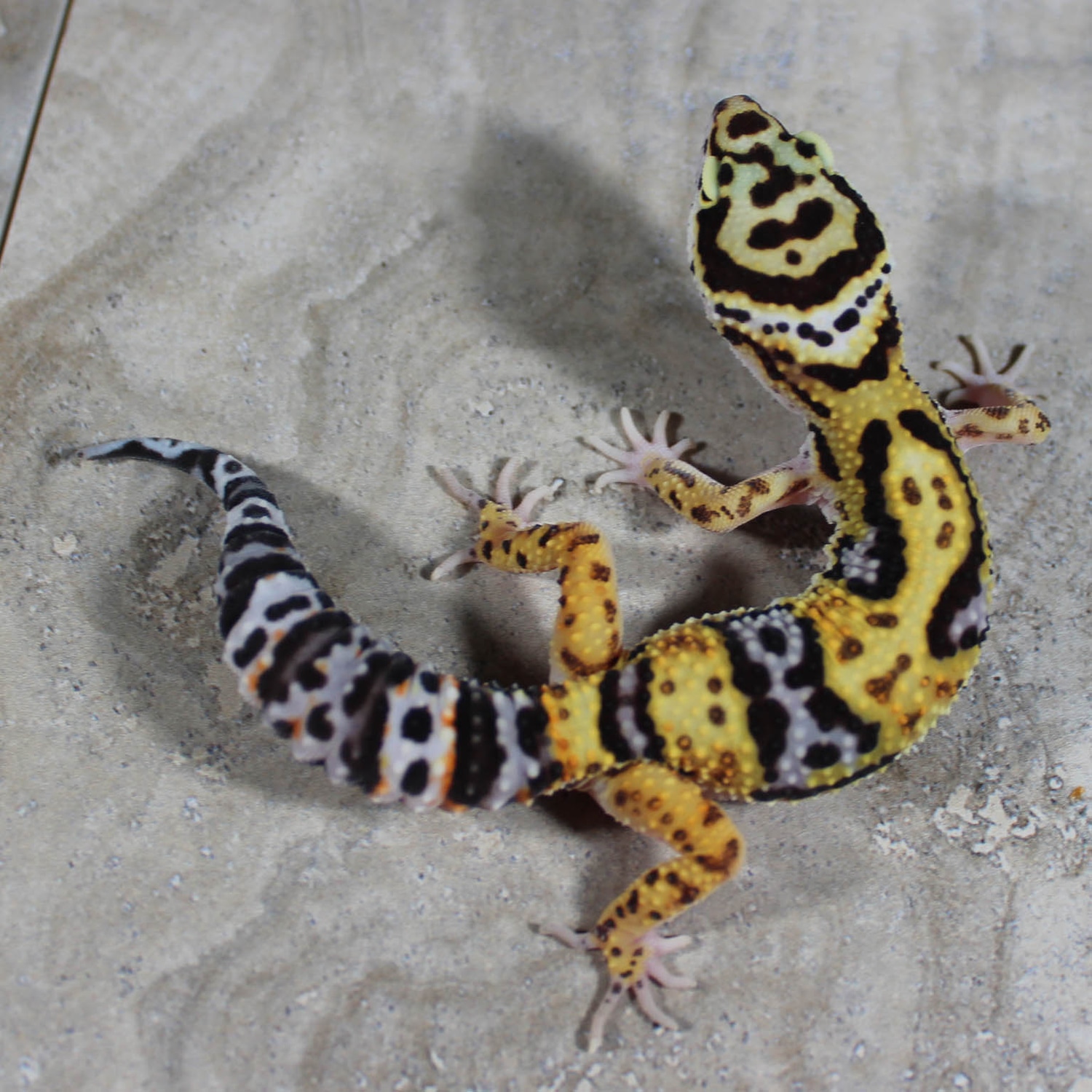 Jungle Bold Het Tremper Albino Ph Eclipse Leopard Gecko by Lunation ...