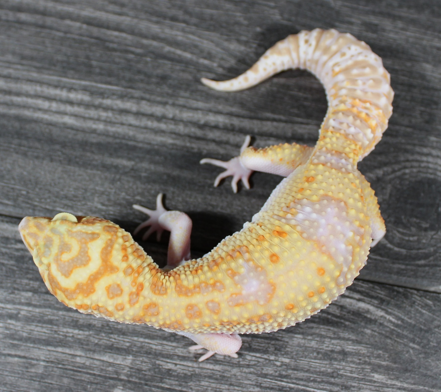 Tremper Albino Eclipse Leopard Gecko by Lunation Geckos - MorphMarket