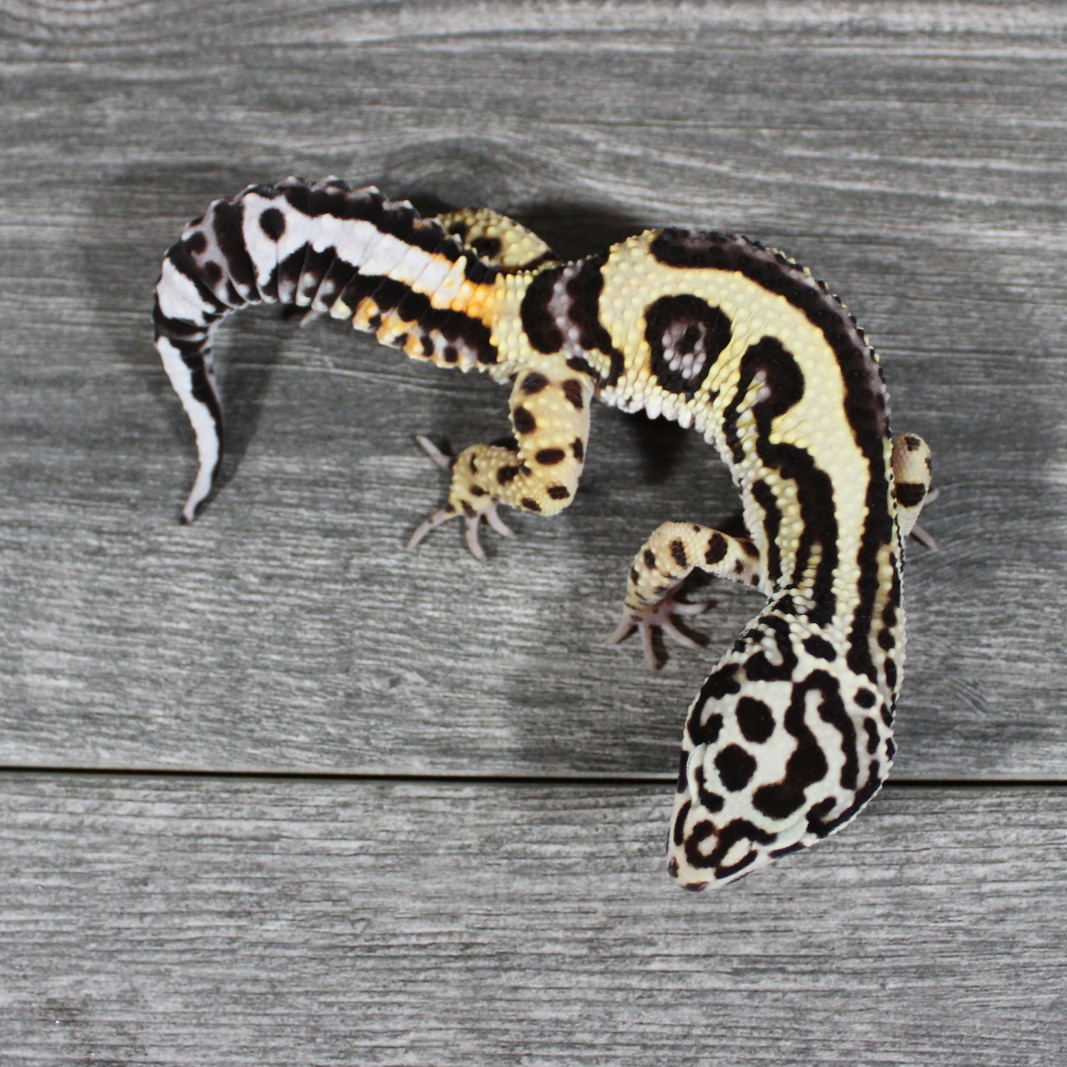 Jungle Bold Ph Tremper Leopard Gecko by Lunation Geckos - MorphMarket