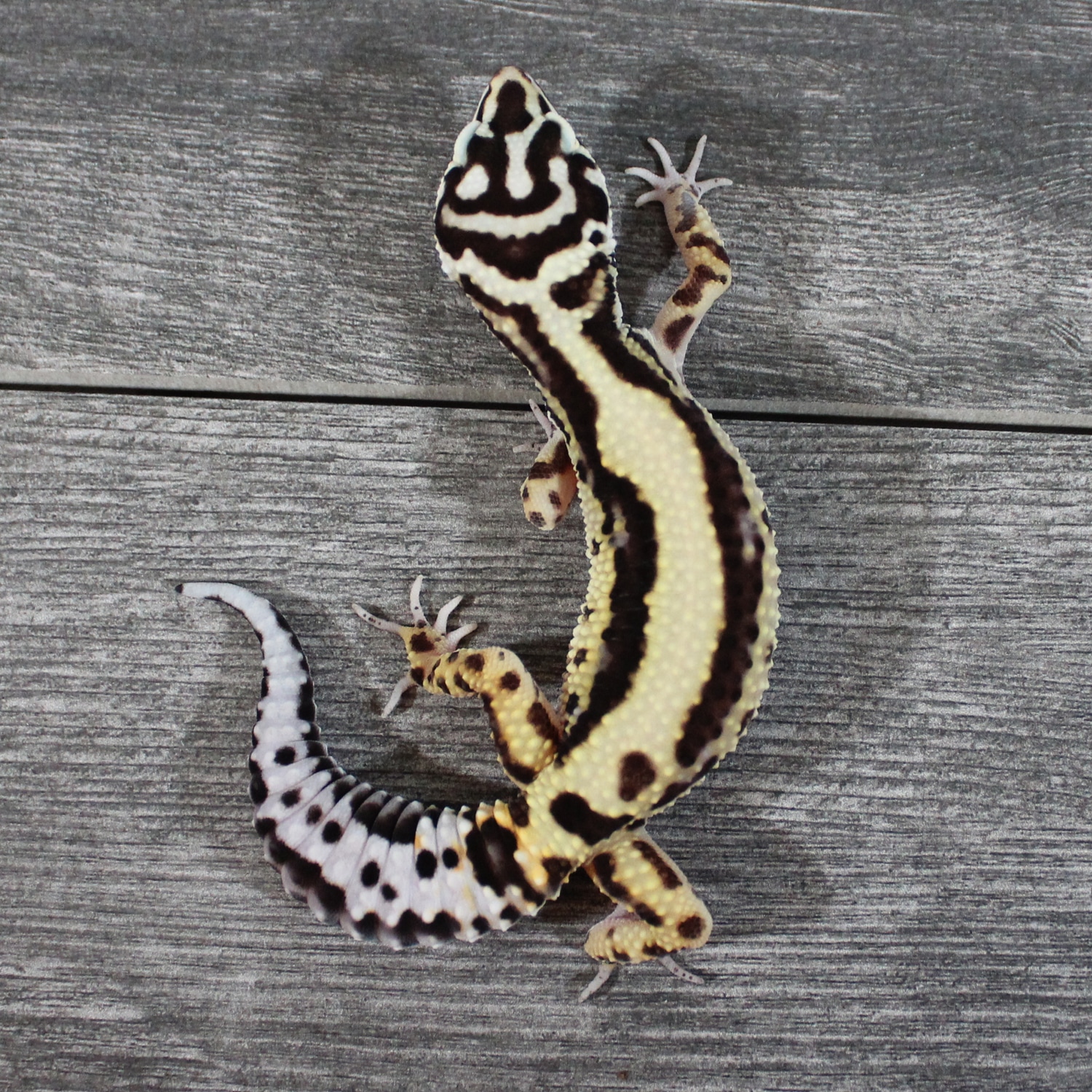 Bold Stripe Ph Tremper Albino Leopard Gecko by Lunation Geckos ...