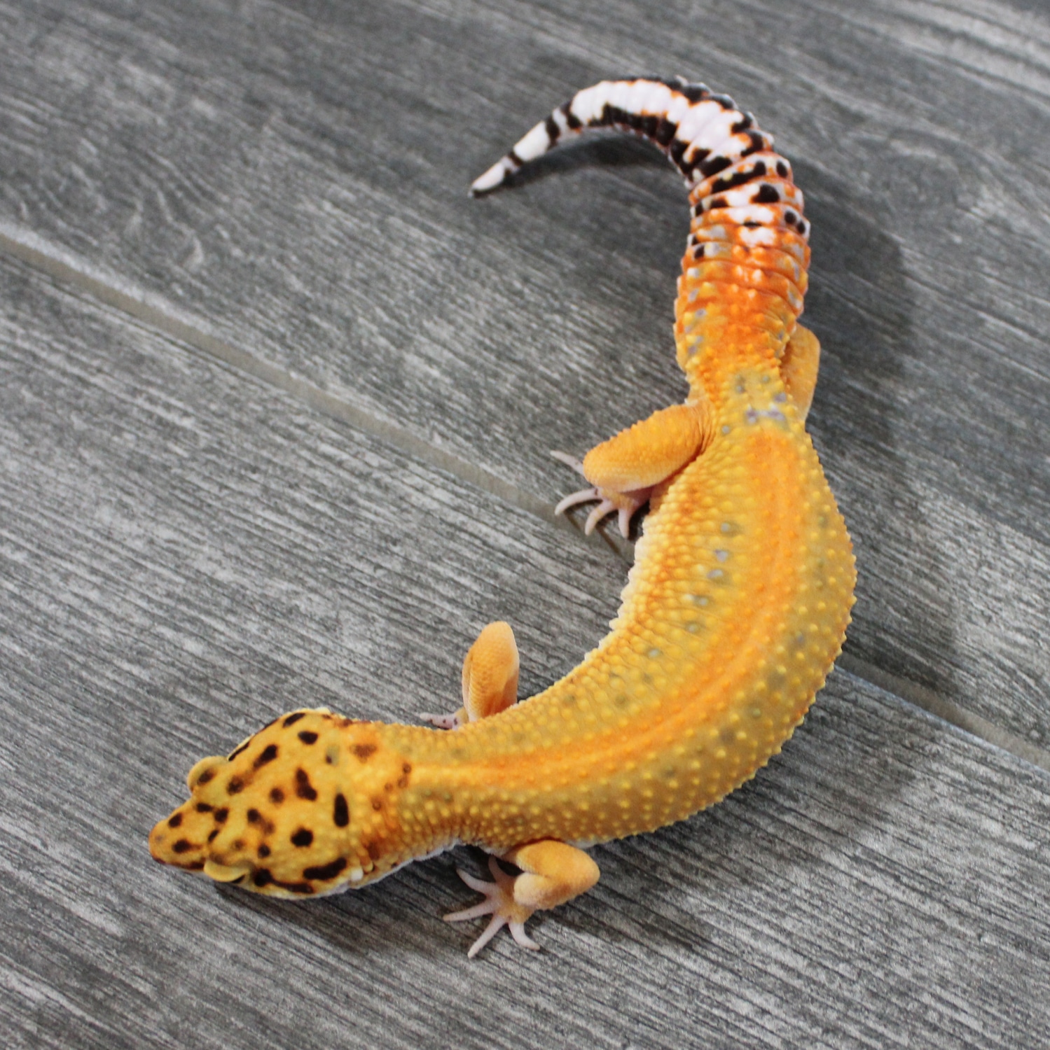 Firebold Leopard Gecko by Lunation Geckos - MorphMarket