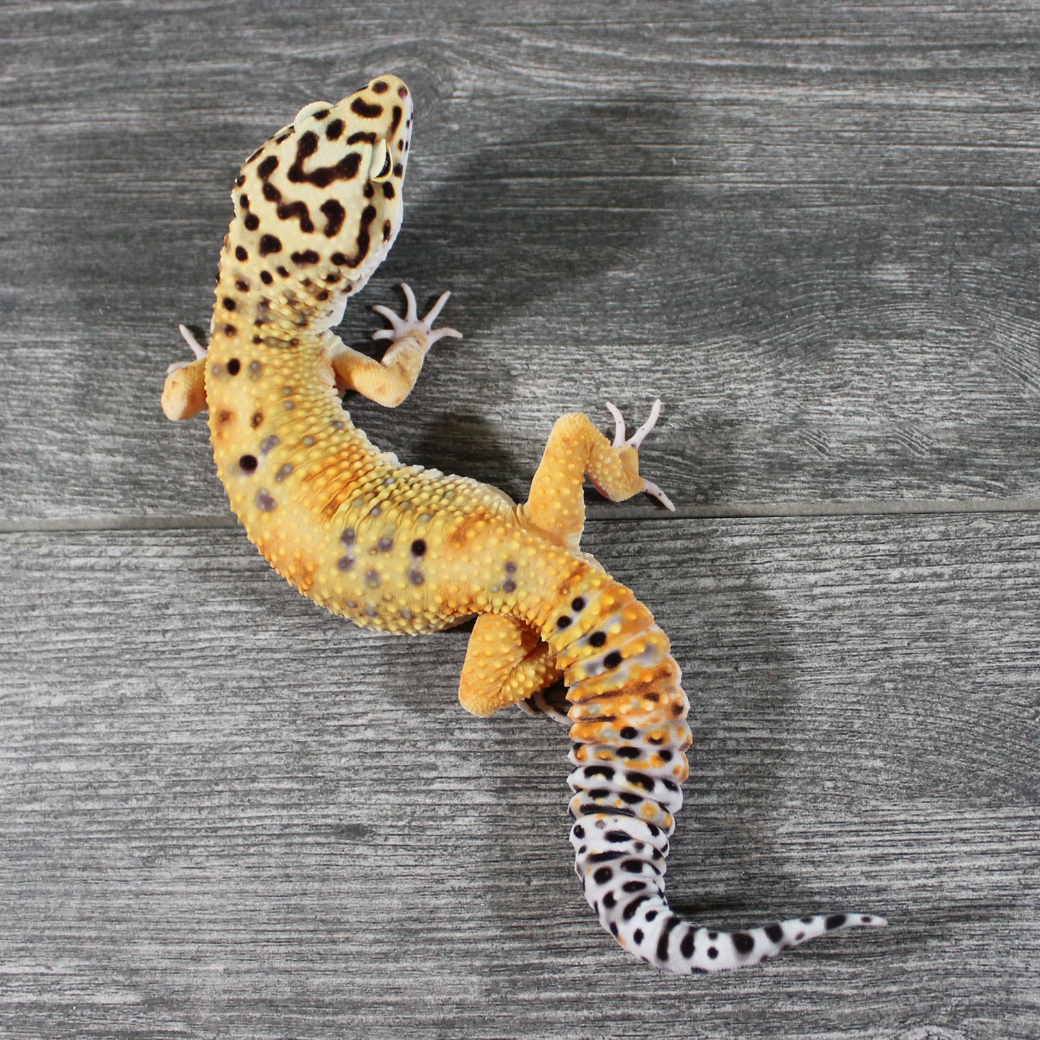 Tangerine Het Tremper, Ph Eclipse Leopard Gecko by Lunation Geckos ...