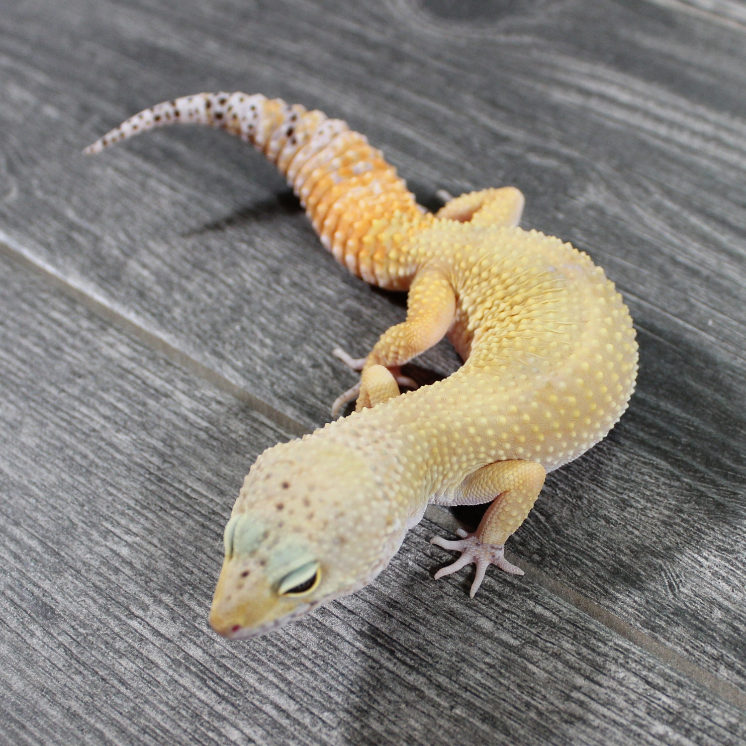 Het Murphy Patternless Leopard Gecko by Lunation Geckos - MorphMarket