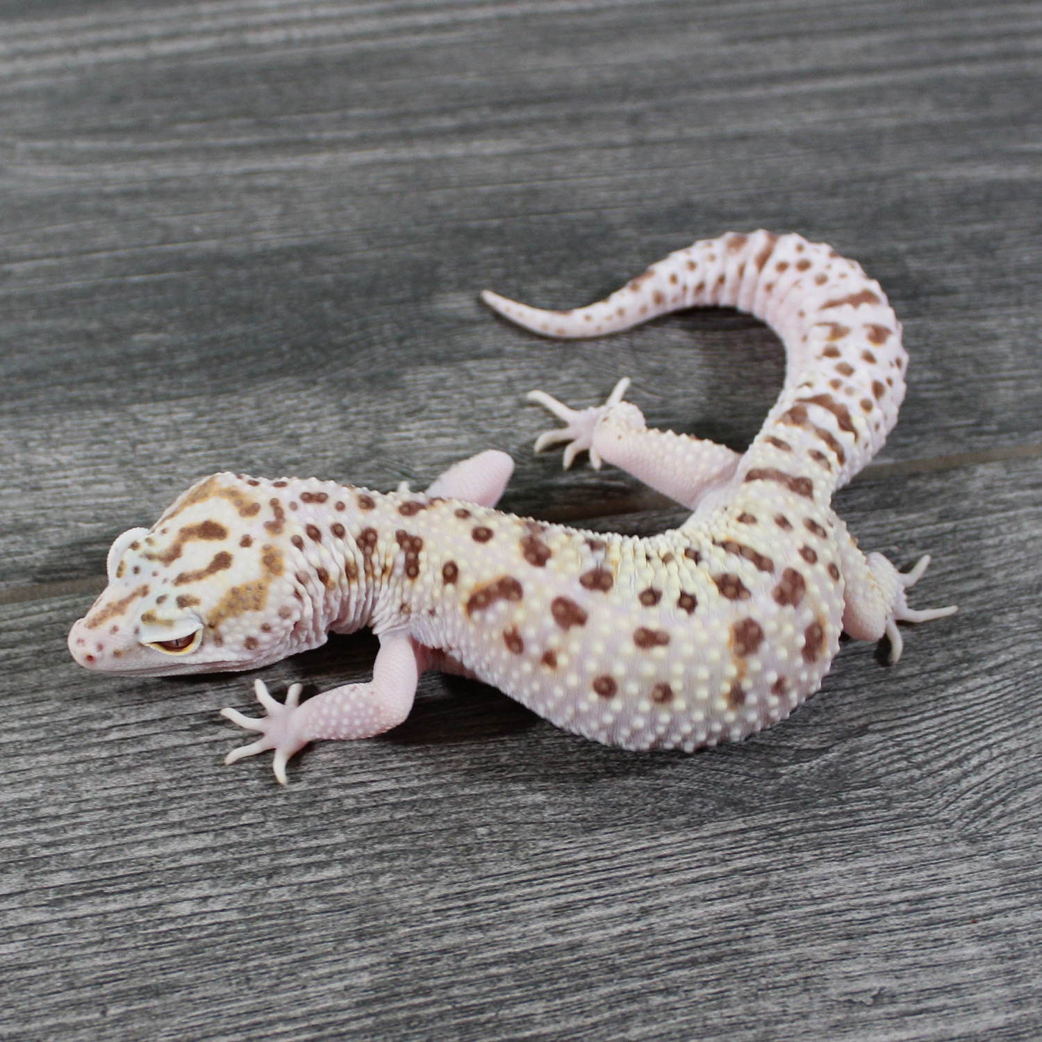 Mack Snow W&Y Bell Albino Ph Eclipse Leopard Gecko by Lunation Geckos ...