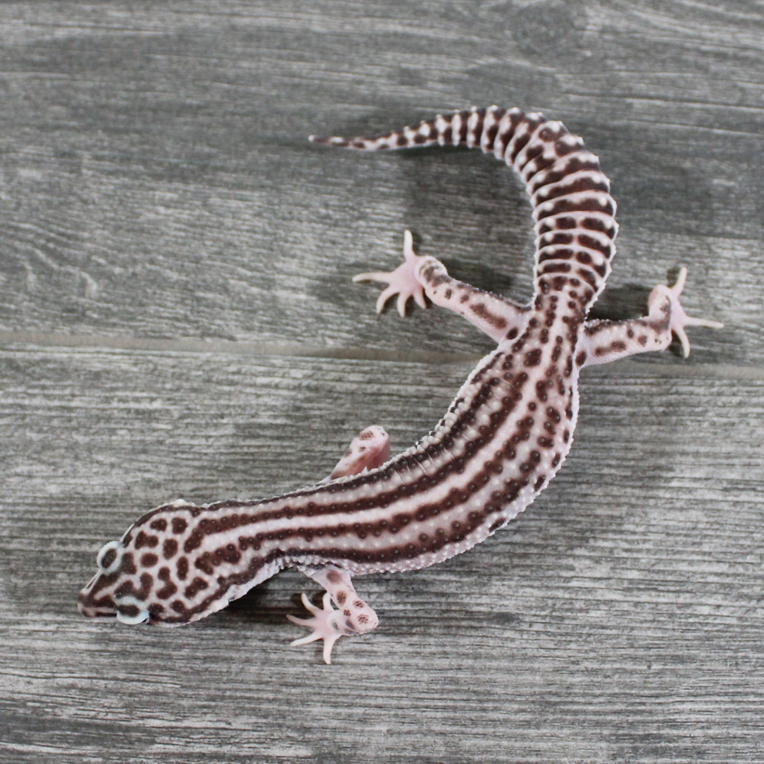Super Snow Het Bell Albino 50% Ph Eclipse Leopard Gecko by Lunation ...