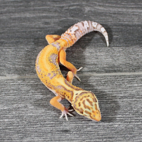 Bell Albino 66% Ph Eclipse Leopard Gecko by Lunation Geckos - MorphMarket