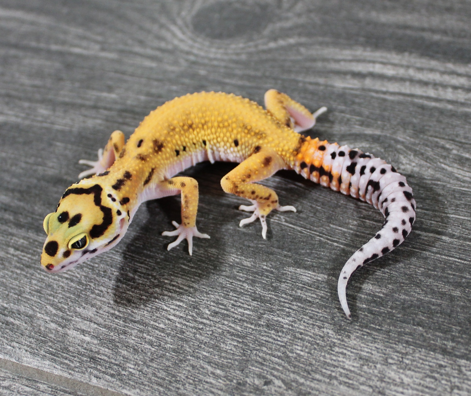 Firebold Cross 50% Ph Eclipse Leopard Gecko by Lunation Geckos ...