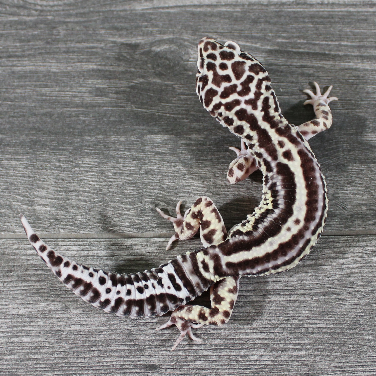 Gem Snow Bold Stripe Ph Tremper Leopard Gecko by Lunation Geckos ...