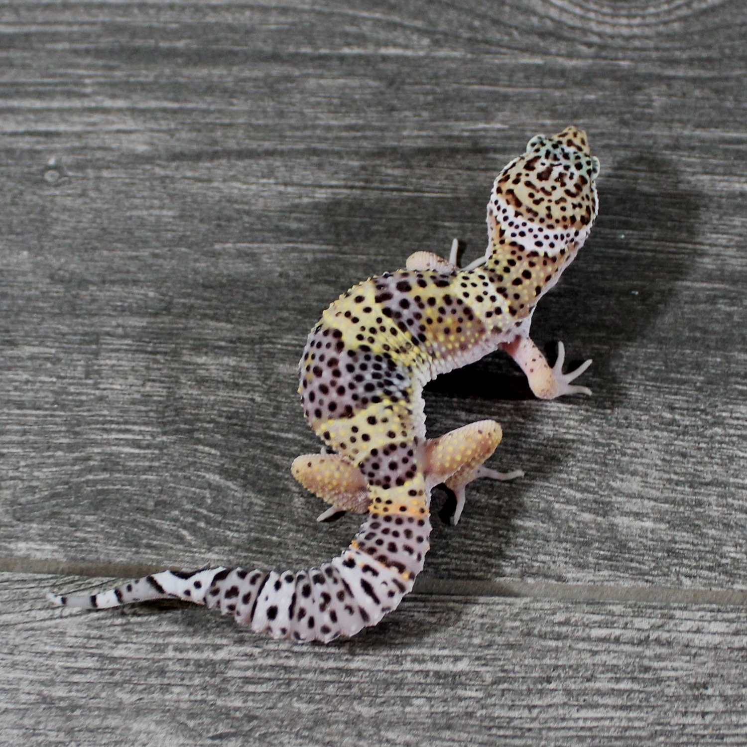 66% Ph Murphy Patternless, Ph Tremper, Eclipse Leopard Gecko by ...