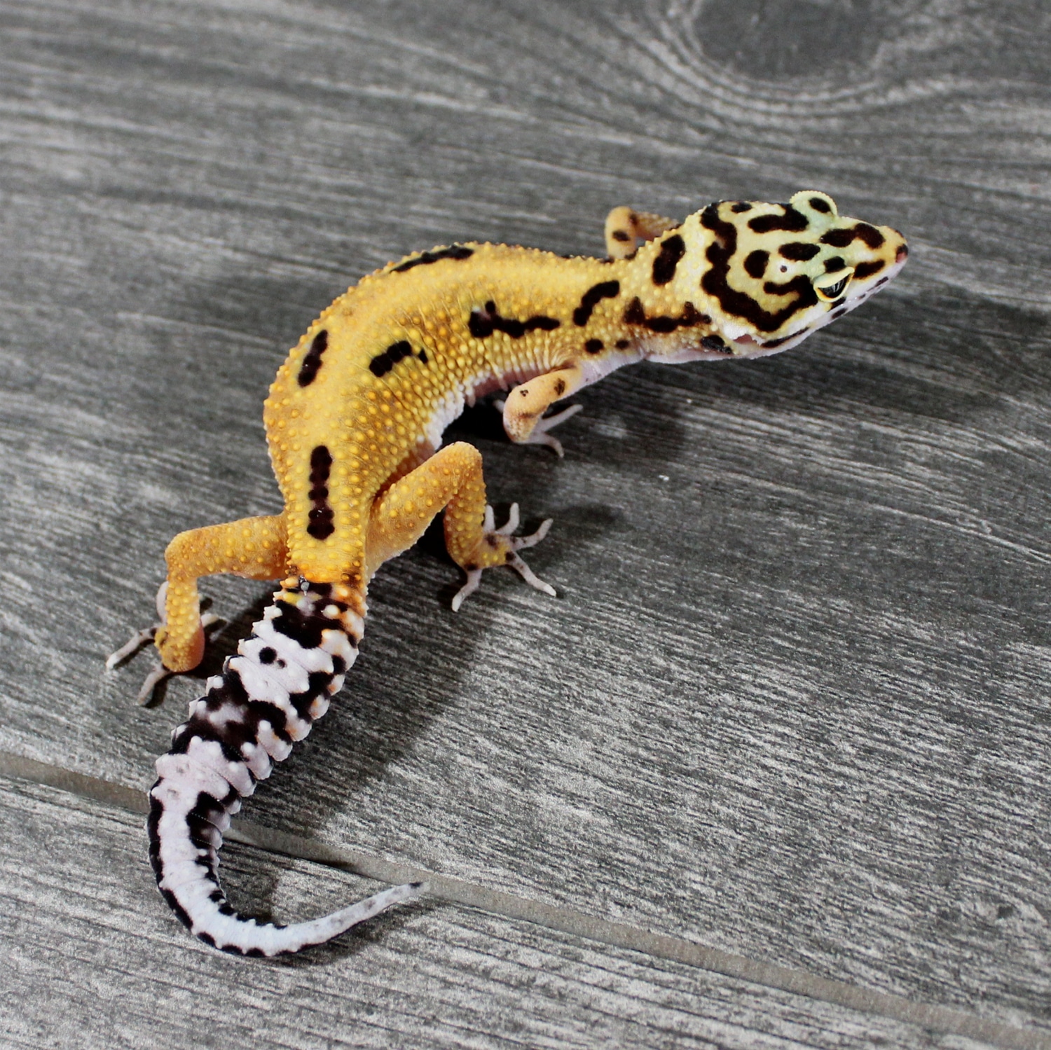 Bold Het Eclipse, Tremper Leopard Gecko by Lunation Geckos - MorphMarket
