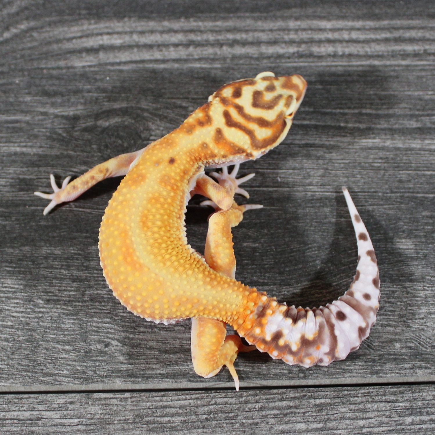 Bell Albino 66% Ph Eclipse Leopard Gecko by Lunation Geckos - MorphMarket