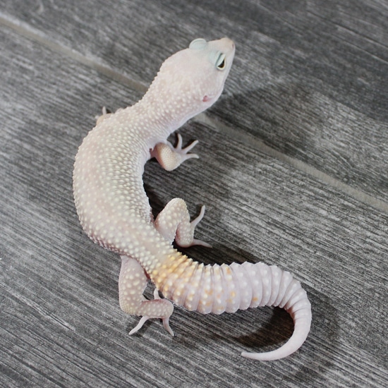 Murphy Patternless, Ph Tremper, Eclipse Leopard Gecko by Lunation Geckos
