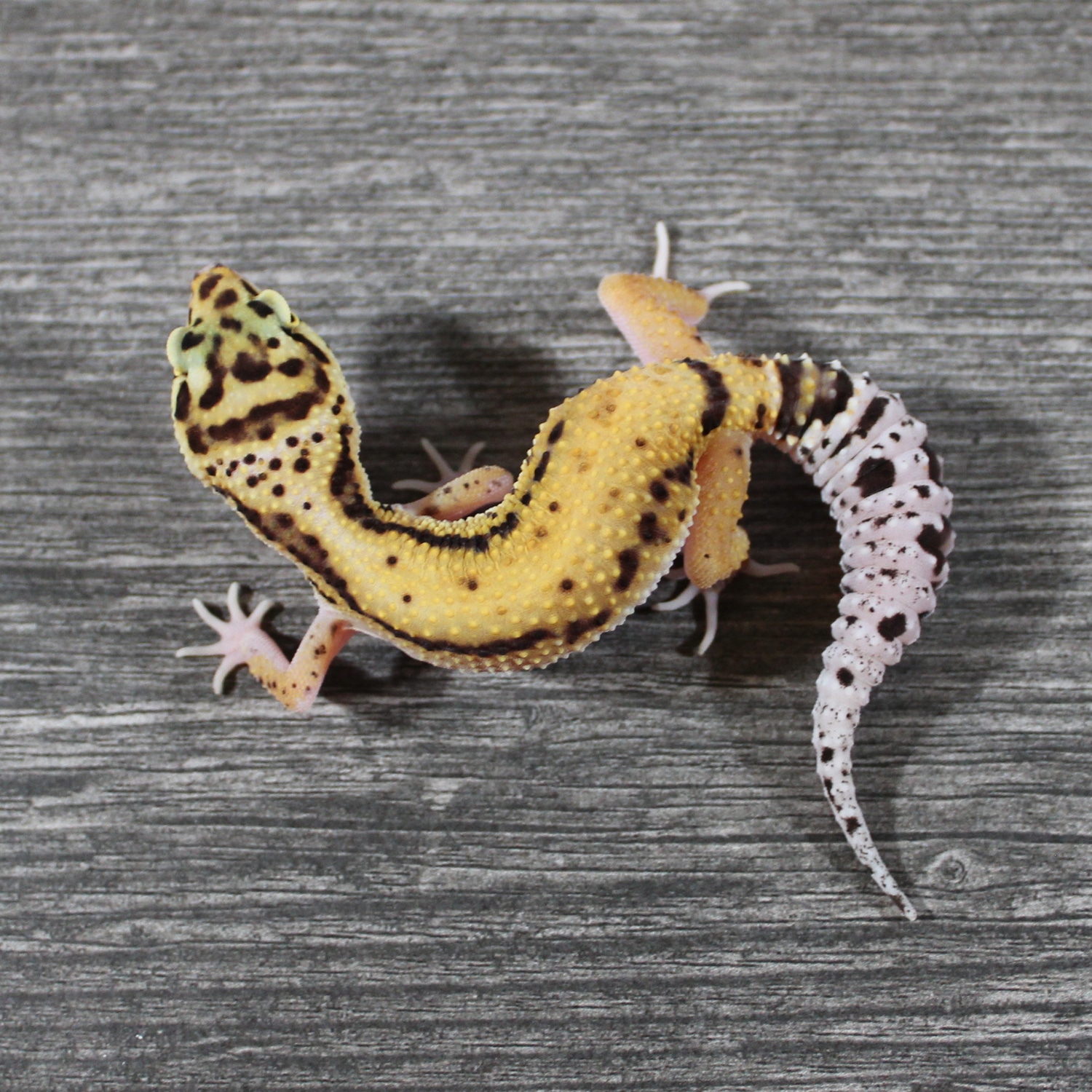 Bold Stripe Eclipse Het Tremper Leopard Gecko by Lunation Geckos ...