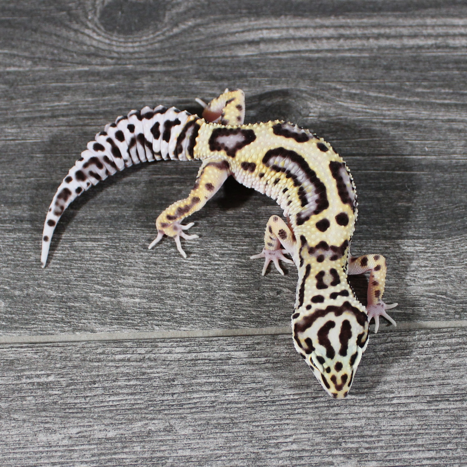 Bold Het Eclipse Pos Mack Snow Leopard Gecko by Lunation Geckos ...