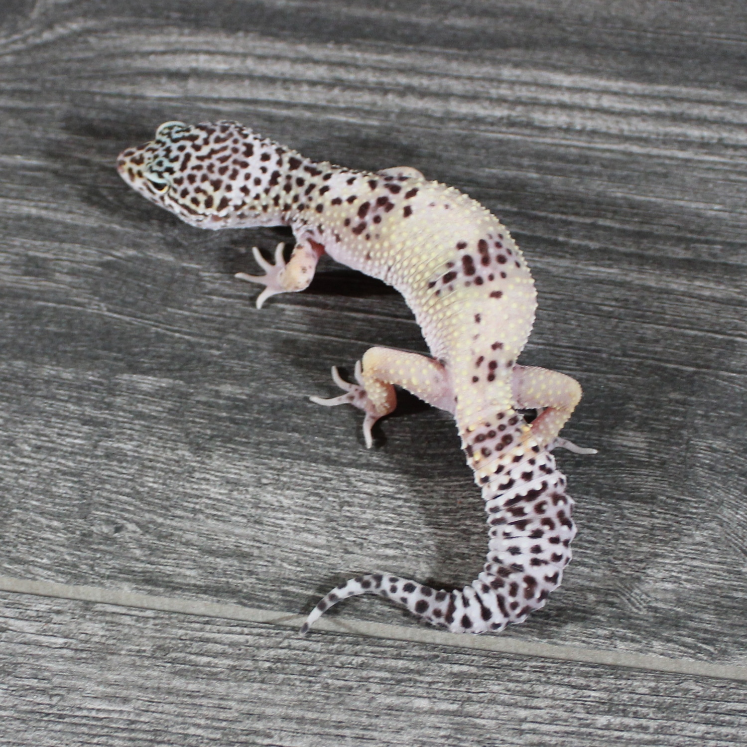 Mack Snow Ph Murphy Patternless, Ph Tremper, Eclipse Leopard Gecko by ...