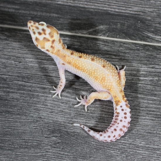 W&Y Mack Snow Bell Albino 66% Ph Eclipse Leopard Gecko by Lunation Geckos