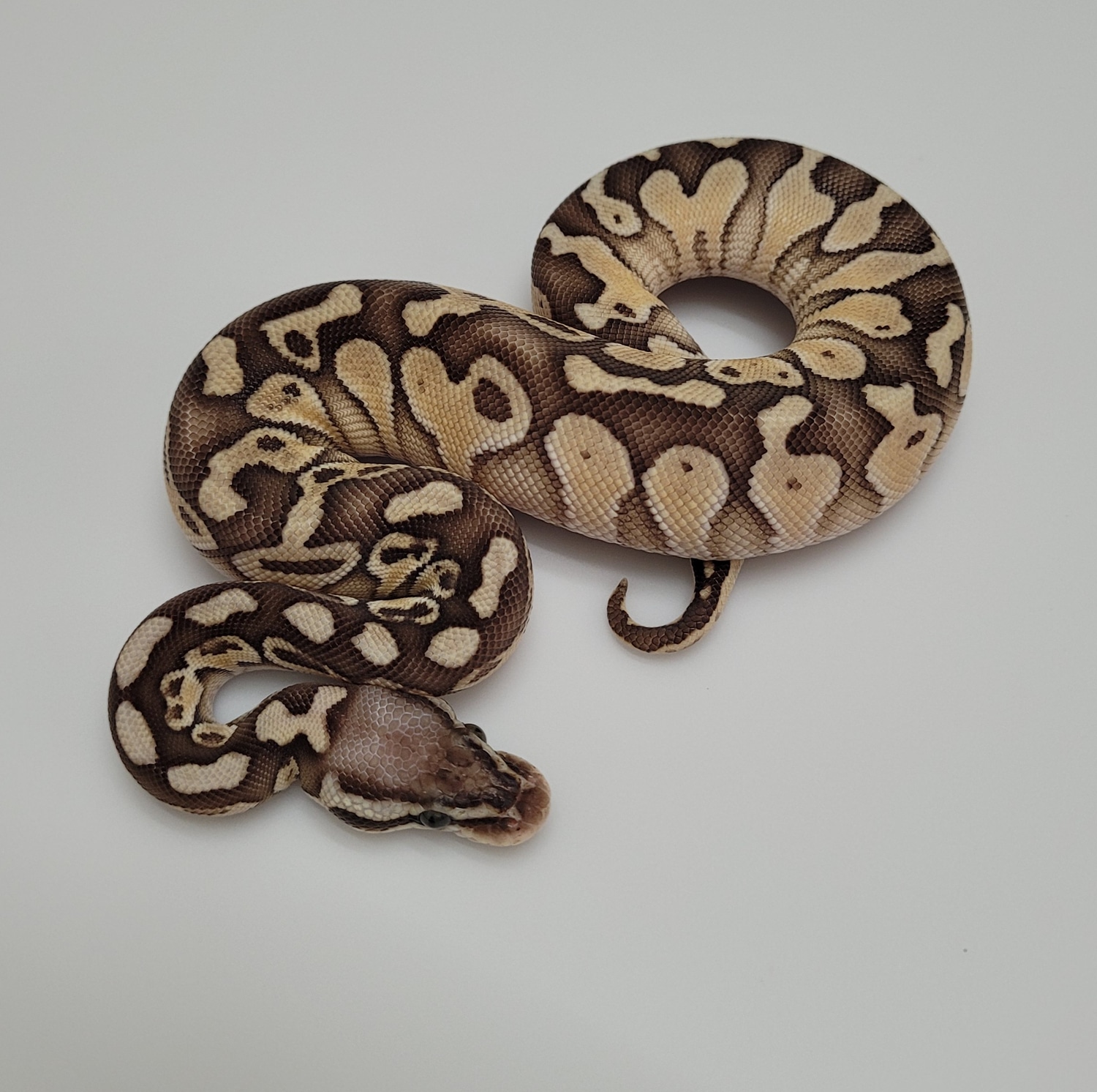 Pastel Lesser Het Clown Ball Python by Lunch Money Reptiles - MorphMarket
