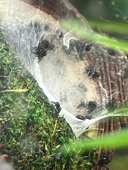 Regal Jumping Spider Sling I5 by Lupicinus