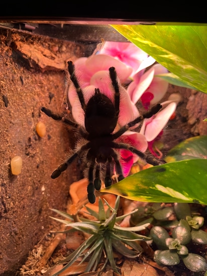 Avic Avic 5” Spiderling Tarantula by Umbral Exotics