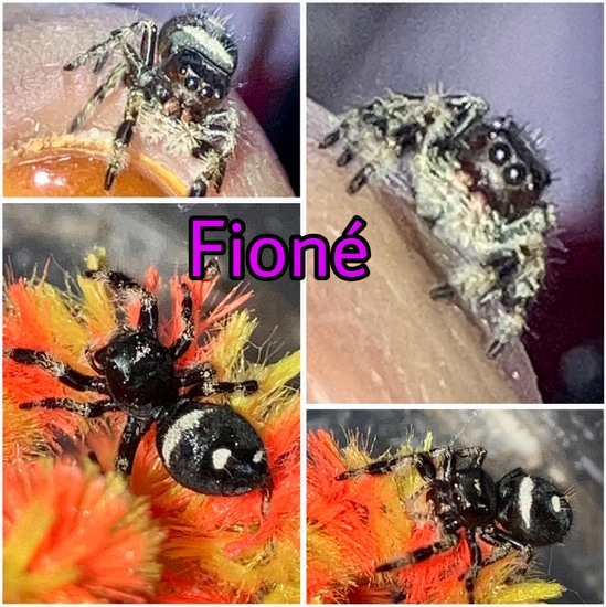 Baby Regal Jumping Spider by Lupicinus