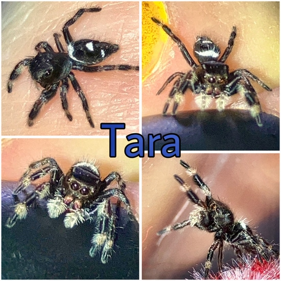 Baby Female Regal Jumping Spider by Lupicinus