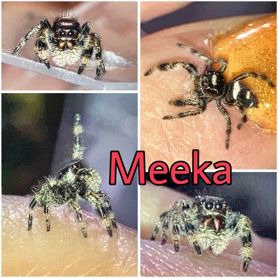 Cute Female Regal Jumping Spider by Lupicinus