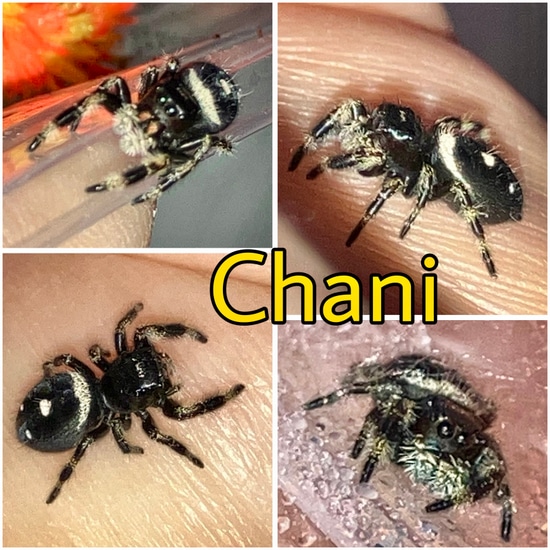 Baby Female Regal Jumping Spider by Lupicinus