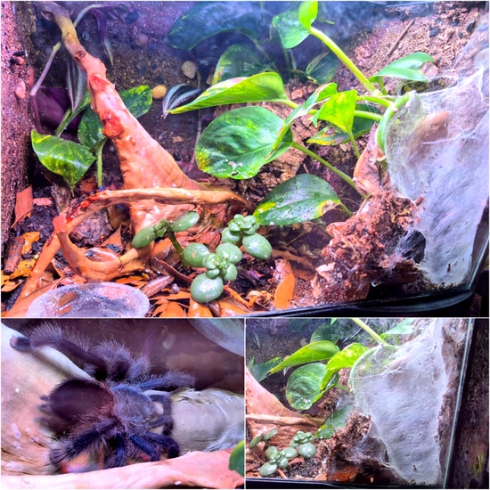 5 Inch Avic Avic With Bioactive Enclosure Tarantula by Umbral Exotics