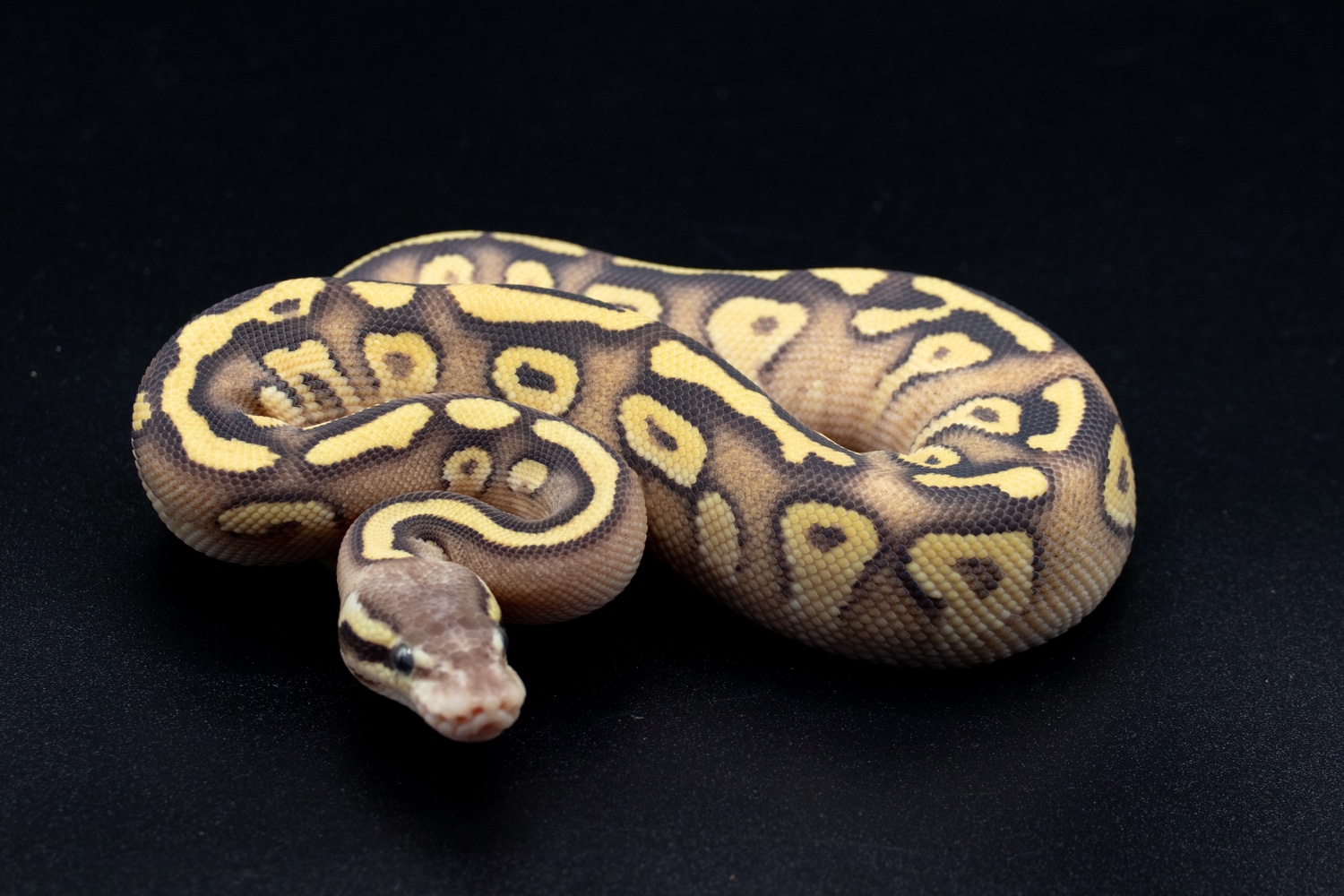 Mojave Fire Ball Python by Reptile Rumors - MorphMarket