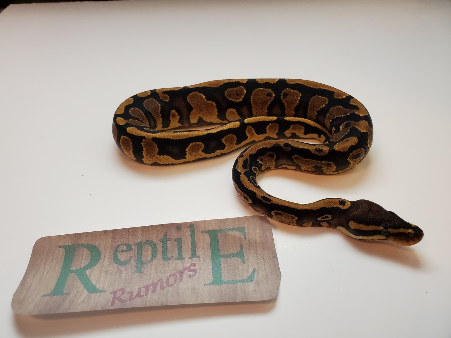 Yellowbelly/gravel Het Pied Ball Python by Reptile Rumors - MorphMarket