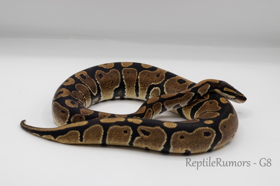 Normal Ball Python by Reptile Rumors
