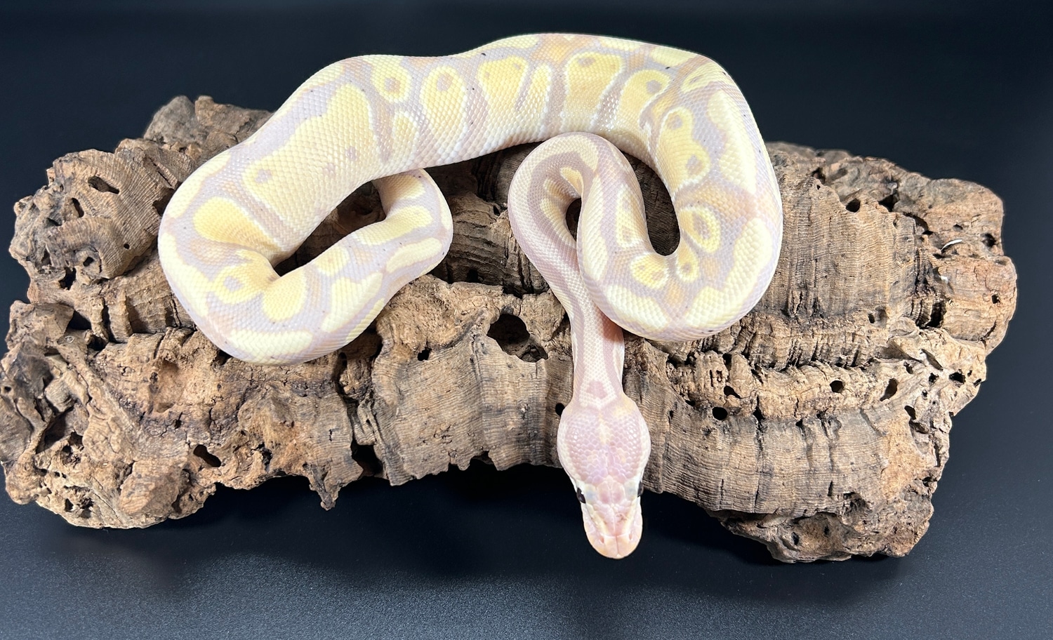 Banana Firefly 100 % Het Clown Ball Python by Mystery Pythons - MorphMarket