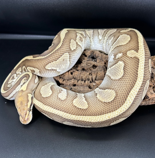 Lesser Leopard Ball Python by Mystery Pythons