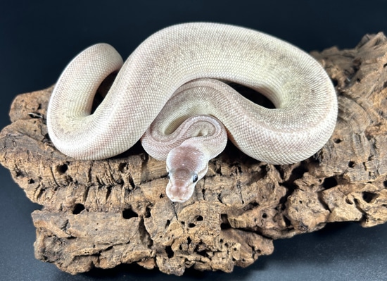 Cinnamon Butter Pastel Pinstripe 100% Het Albino 50% Het Clown Ball ...