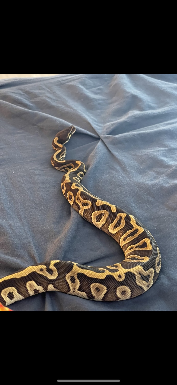 Mojave Leopard Ball Python by LuxurySerpents - MorphMarket