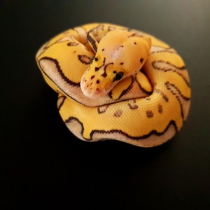 HD-Snakes - MorphMarket