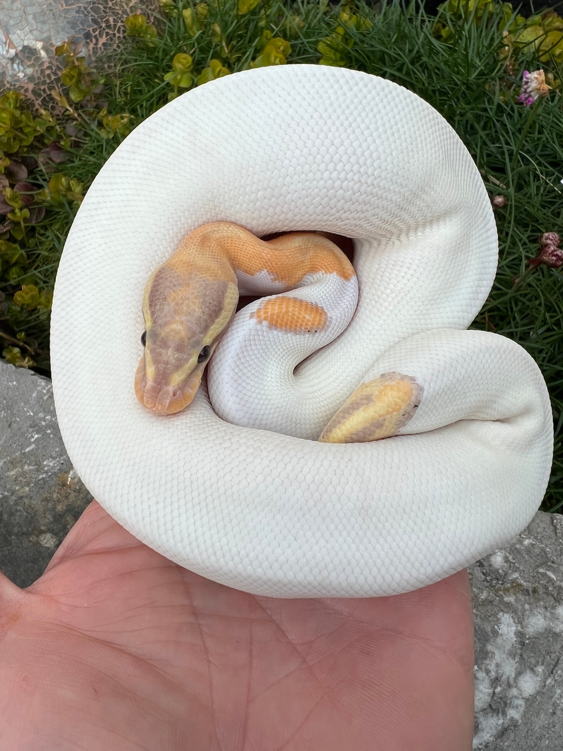 Banana Yellow Belly Phantom Pied Ball Python by LV reptiles - MorphMarket