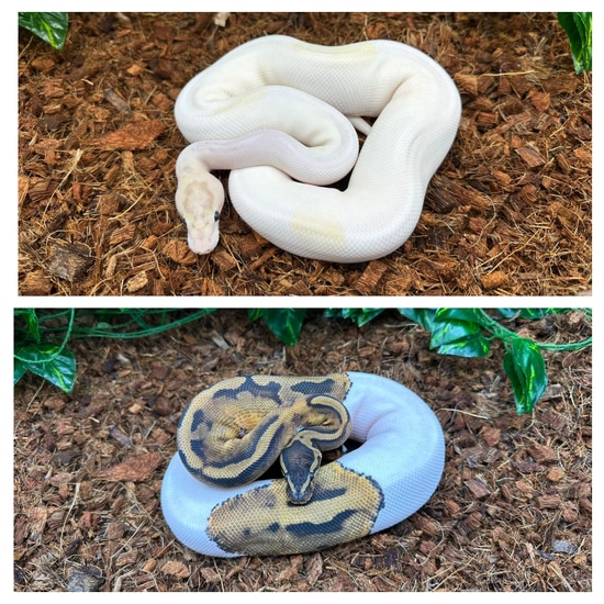 Female Ivory Pastel Pied And Male Pied Het Candy UK ONLY Ball Python by Velocity exotics