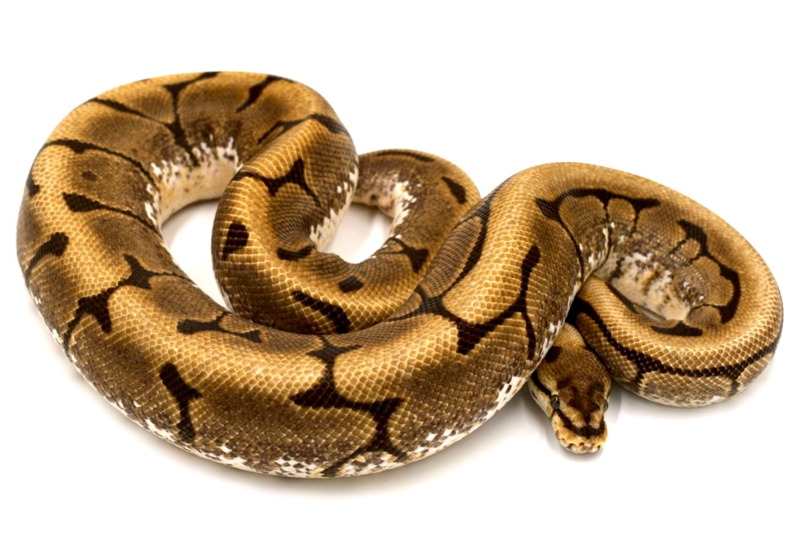 Enchi Spider Ball Python by Fear 2 Fascination - MorphMarket
