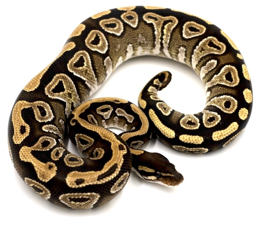 Mojave Pos Funky Ball Python by Fear 2 Fascination