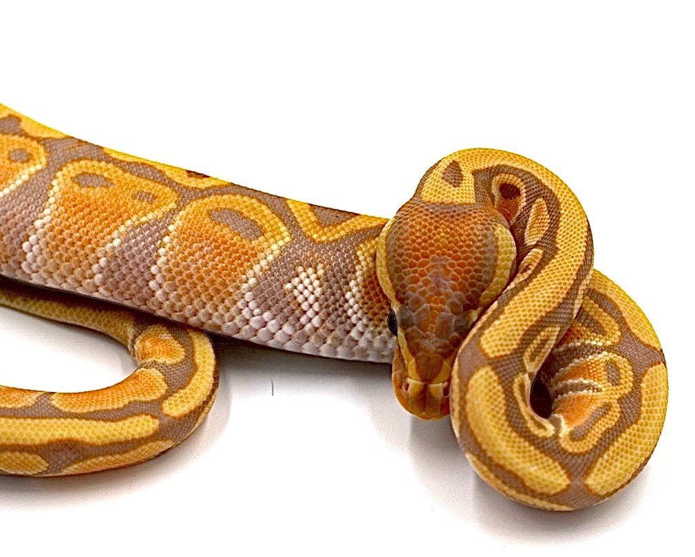 Banana 50% Het Tristripe 50% Het Albino Ball Python by Fear 2 ...