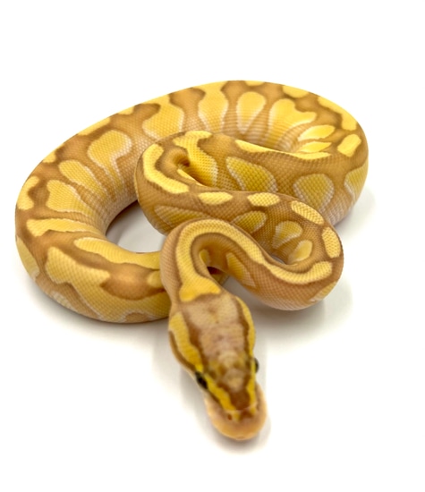 Super Pastel Lesser Banana Het G Stripe 50% Het Clown Ball Python by ...
