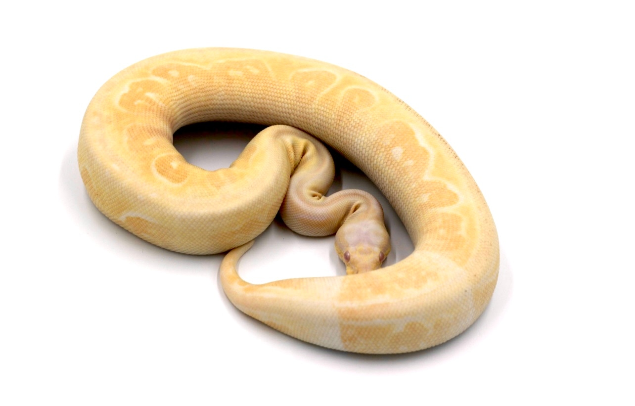Black Pewter Albino 50% Het Pied W/ Ringer Ball Python by Fear 2 ...