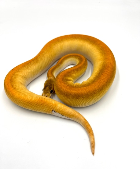 Orange Dream Cypress Champagne Black Pastel Ball Python by Fear 2 ...