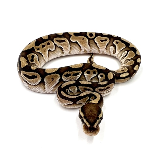 Lesser Het Desert Ghost Ball Python by Fear 2 Fascination