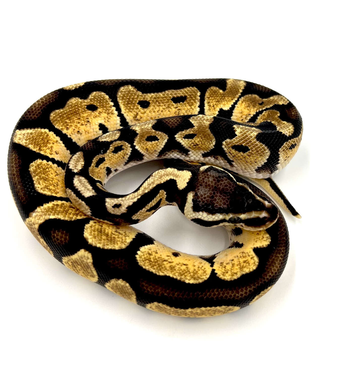 Pastel Calico 50% Het Clown Ball Python by Fear 2 Fascination - MorphMarket