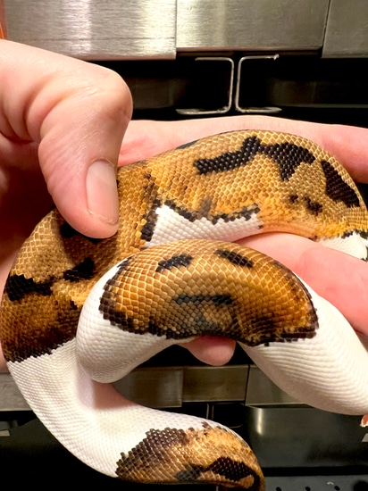 Pied (Emoji) Ball Python by Fear 2 Fascination