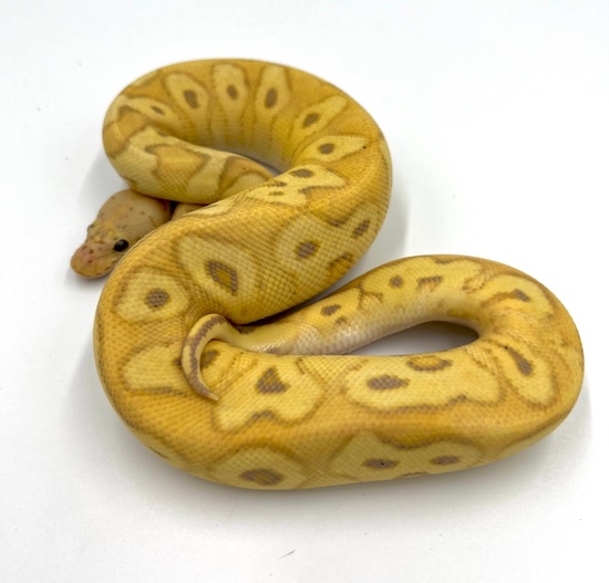Pastel (Pos Super) Banana Clown Het Genetic Stripe Ball Python by Fear ...
