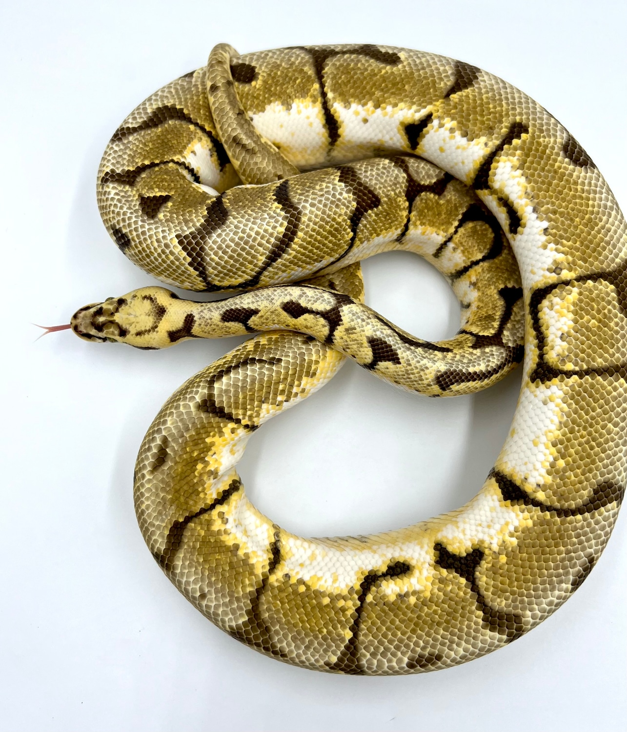 Enchi Pastel Spider 50% Het Hypo Ball Python by Fear 2 Fascination ...